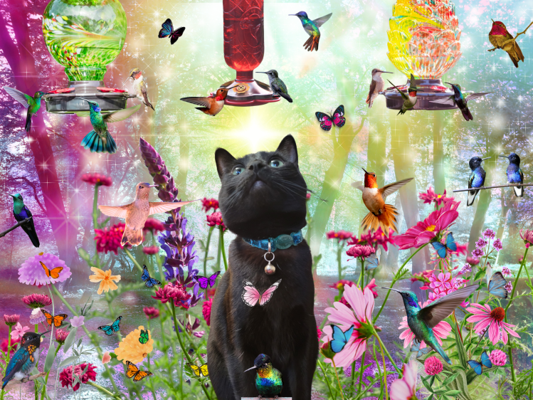 Glimmer Loves His Hummingbird Friends – Wondrous Peace Heartmind